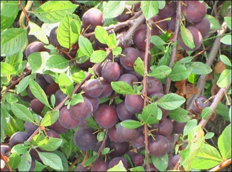Chum cherry plum Dura – Nutcracker Nursery & Tree Farm