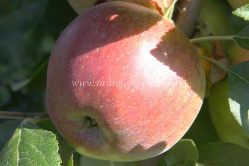 Nova EasyGro apple tree – Nutcracker Nursery & Tree Farm