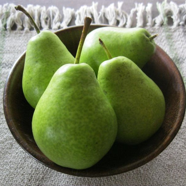 Pear trees – Nutcracker Nursery & Tree Farm