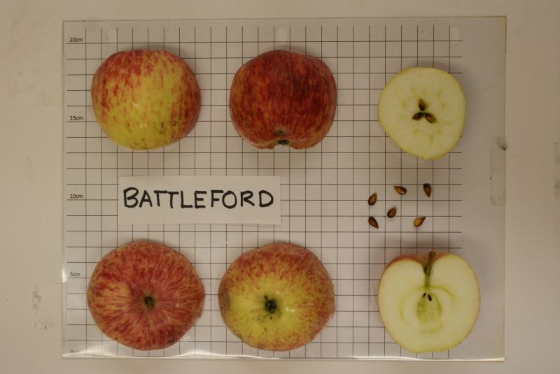 Battleford apple – Nutcracker Nursery & Tree Farm