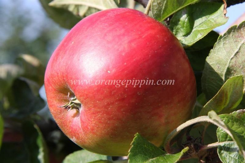 Freedom apple tree – Nutcracker Nursery & Tree Farm