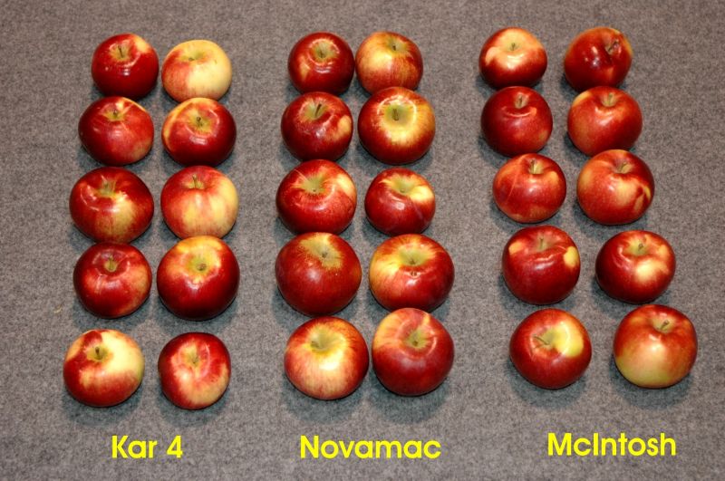Novamac apple tree – Nutcracker Nursery & Tree Farm