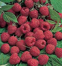 Raspberry Killarney – Nutcracker Nursery & Tree Farm