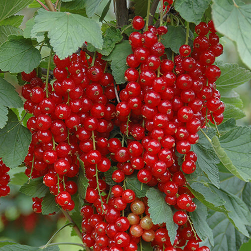 Redcurrant 'Rovada' – Nutcracker Nursery & Tree Farm