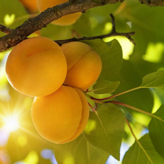 Apricot trees – Nutcracker Nursery & Tree Farm