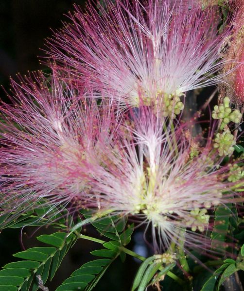 Hardy mimosa 'Albizia Julibrissin E-H Wilson' – Nutcracker Nursery ...