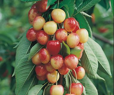 Sweet cherry 'Rainier' P. avium (dwarf rootstock) – Nutcracker Nursery ...