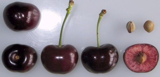 Sweet cherry 'Van' p. avium (dwarf rootstock) – Nutcracker Nursery ...