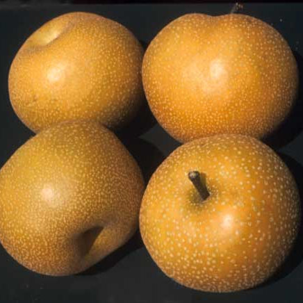 Pear trees – Nutcracker Nursery & Tree Farm