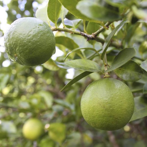 Thornless Dwarf Key Lime – Nutcracker Nursery & Tree Farm
