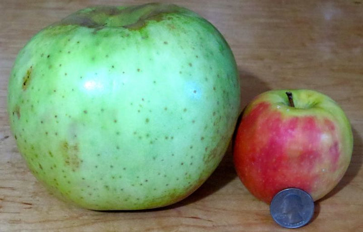 HONEYCRISP apple tree DWARF (M27) – Nutcracker Nursery & Tree Farm