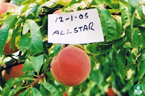 Peach Allstar – Nutcracker Nursery & Tree Farm