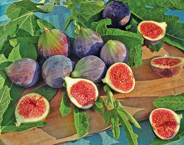 Hardy Chicago Fig Tree – Nutcracker Nursery & Tree Farm