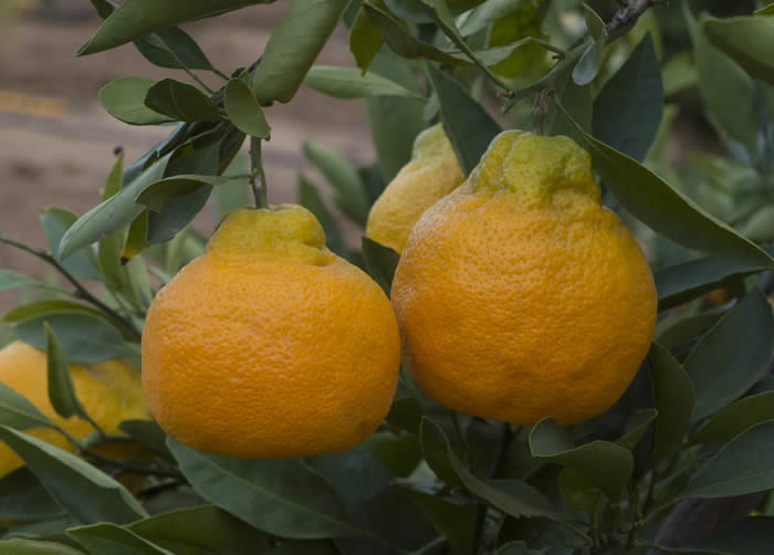 Mandarin 'Satsuma Xie Shan' – Nutcracker Nursery & Tree Farm