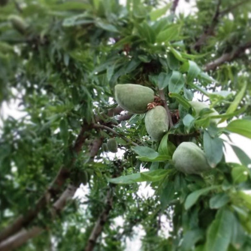 Almond trees – Nutcracker Nursery & Tree Farm