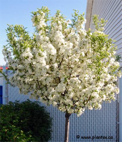 RINKI crabapple tree – Nutcracker Nursery & Tree Farm