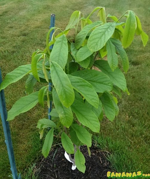 Grafted Pawpaw 'PA Golden' – Nutcracker Nursery & Tree Farm