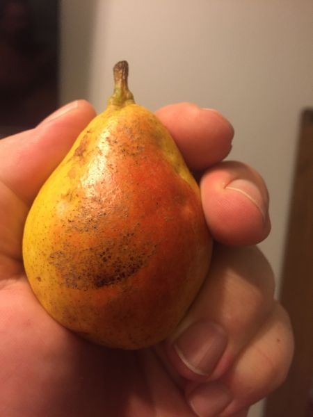 Douglas Pear Tree OHxF87 Semi-Dwarf – Nutcracker Nursery & Tree Farm