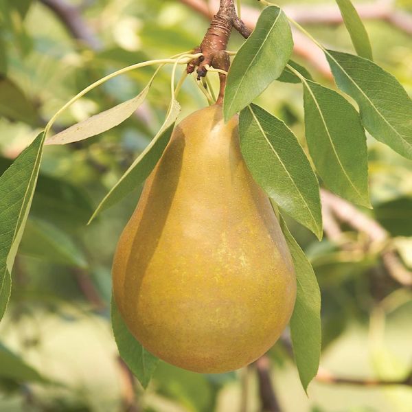 Honey Sweet pear semi-dwarf rootstock (OHxF87) – Nutcracker Nursery ...