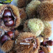 Chestnut trees – Nutcracker Nursery & Tree Farm