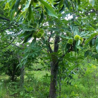 Chestnut trees – Nutcracker Nursery & Tree Farm