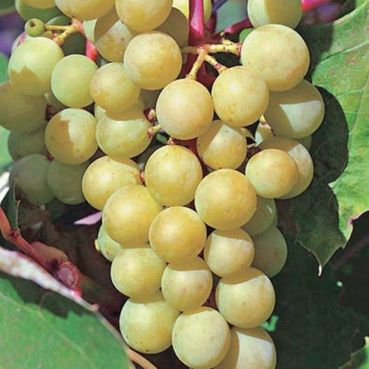 Table grape – Nutcracker Nursery & Tree Farm