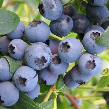 Blueberries – Nutcracker Nursery & Tree Farm