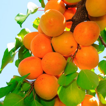Apricot trees – Nutcracker Nursery & Tree Farm