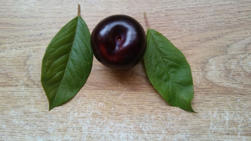 Cherry plum Nadia (chum) (dwarf rootstock) – Nutcracker Nursery & Tree Farm