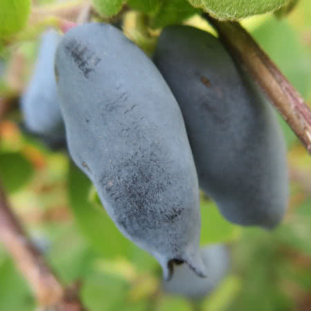 Haskap plants – Nutcracker Nursery & Tree Farm