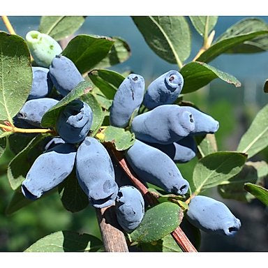 Haskap plants – Nutcracker Nursery & Tree Farm