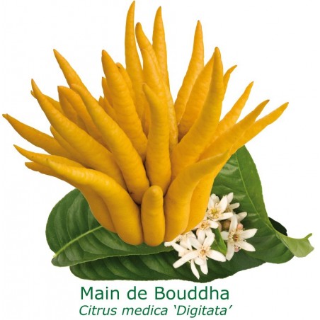 Buddha's hand 'Citrus medica var. sarcodactylis' – Nutcracker Nursery ...