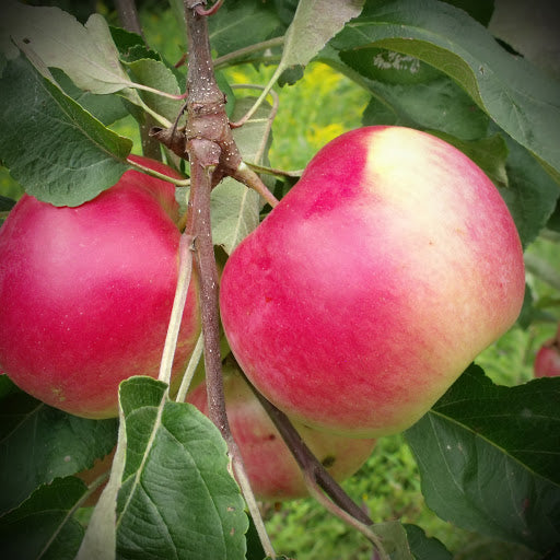 Parkland Apple Tree – Nutcracker Nursery & Tree Farm