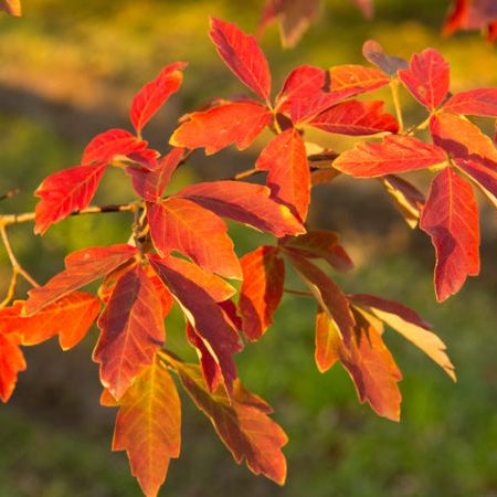 Rare trees (collection trees) – Nutcracker Nursery & Tree Farm