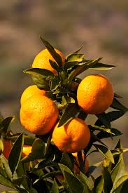 Sylverhill Satsuma Mandarin – Nutcracker Nursery & Tree Farm