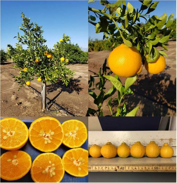 Shiranui Mandarin – Nutcracker Nursery & Tree Farm