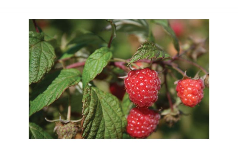 Raspberry Polana – Nutcracker Nursery & Tree Farm
