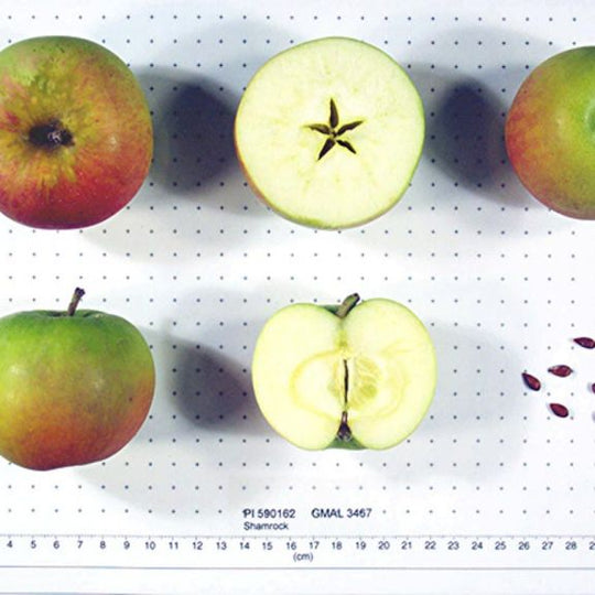 Apple trees – Nutcracker Nursery & Tree Farm