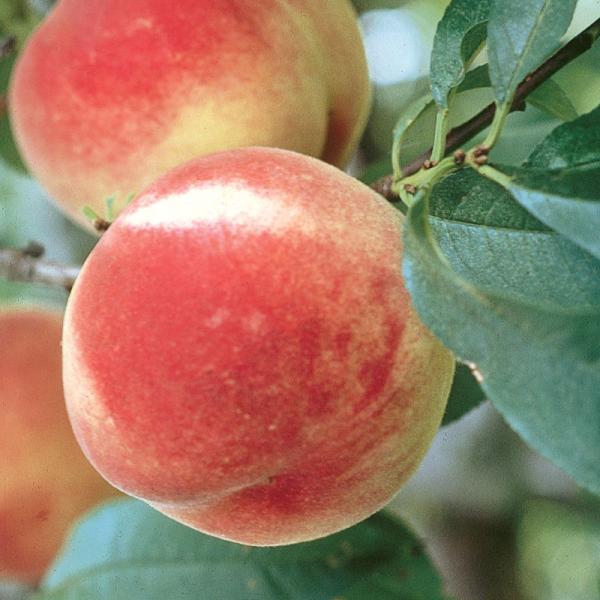 Peach trees and Nectarines – Nutcracker Nursery & Tree Farm