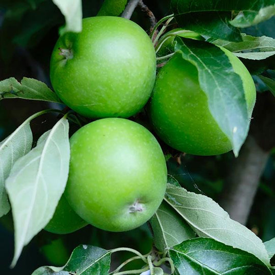 HONEYCRISP apple DWARF (M27) – Nutcracker Nursery & Tree Farm