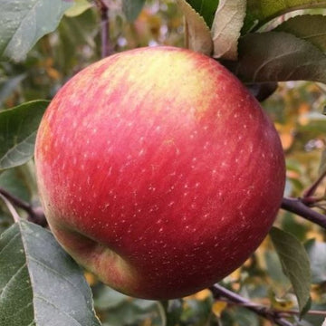 Apple trees – Nutcracker Nursery & Tree Farm