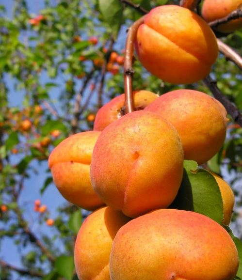 HARGLOW apricot SEMI-DWARF – Nutcracker Nursery & Tree Farm