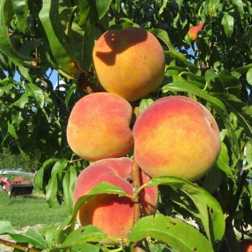 Peach trees and Nectarines – Nutcracker Nursery & Tree Farm