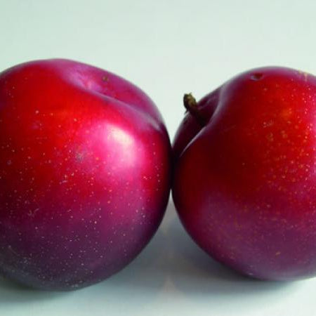 Plum trees – Nutcracker Nursery & Tree Farm