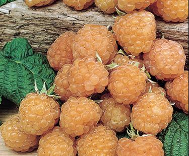 Kiwi gold raspberry tree – Nutcracker Nursery & Tree Farm