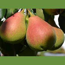 Pear Patten on OHxF87 semi dwarf – Nutcracker Nursery & Tree Farm
