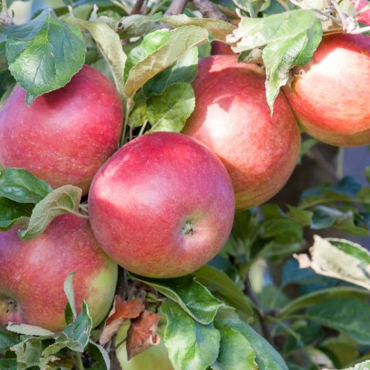 Apple trees – Nutcracker Nursery & Tree Farm