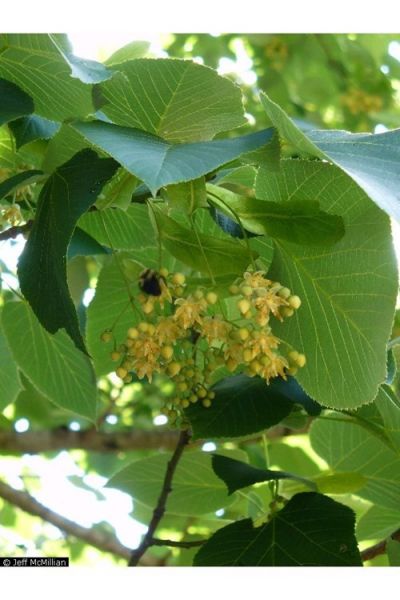 American Basswood 'Boulevard' tilia americana – Nutcracker Nursery ...