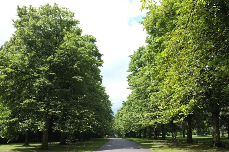 American Basswood 'Boulevard' tilia americana – Nutcracker Nursery ...