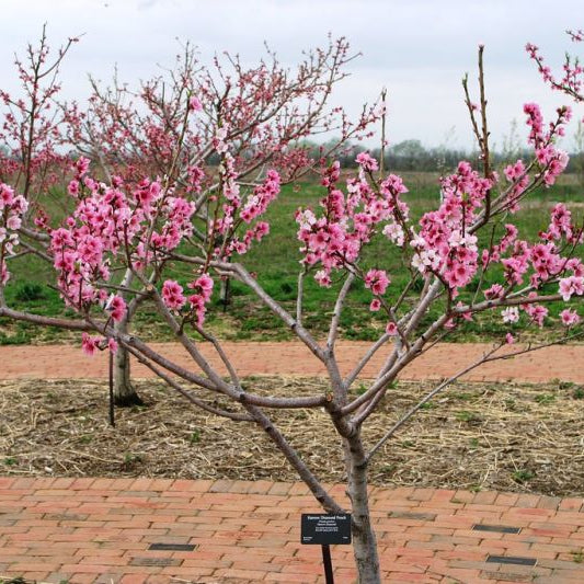 Peach trees and Nectarines – Nutcracker Nursery & Tree Farm